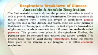 LIFE PROCESSES PART- 4.pptx