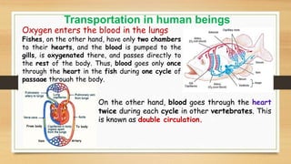 LIFE PROCESSES PART- 5.pptx