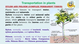 LIFE PROCESSES PART- 6.pptx | Gardening | Home & Garden
