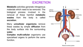 LIFE PROCESSES PART- 7.pptx