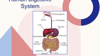 Life processes "Part 1" " Class 10" | PPTX