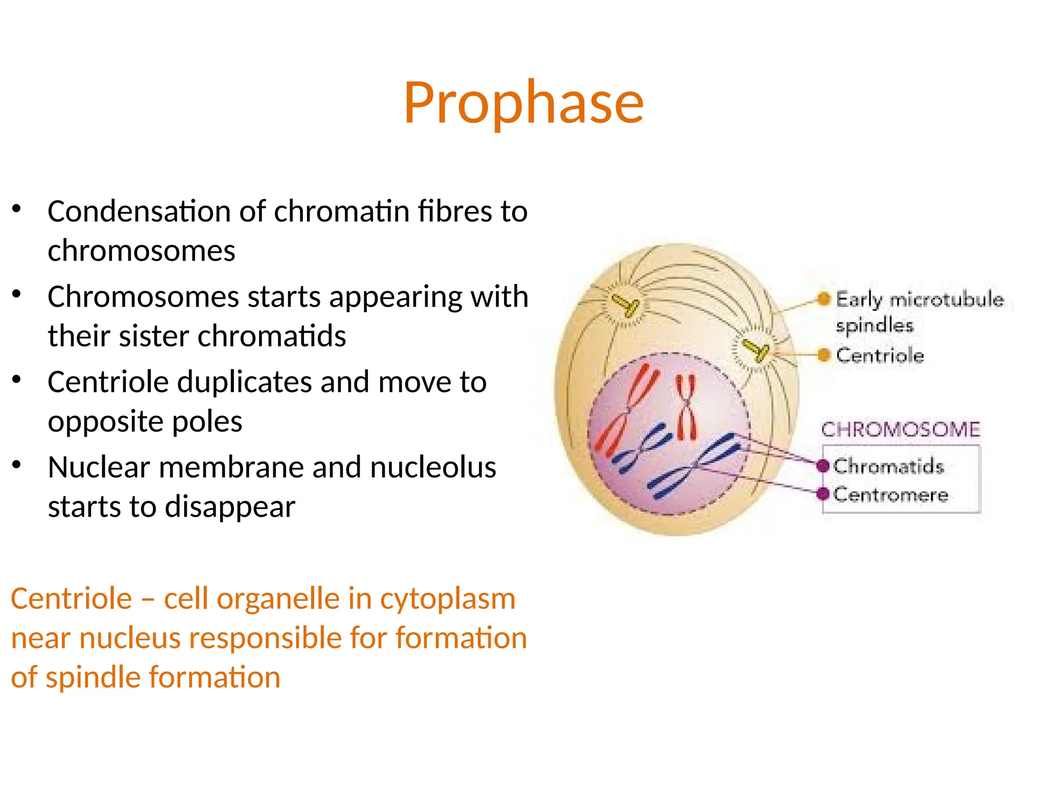 Life processes part 1 simplified.pptx... | PPTX