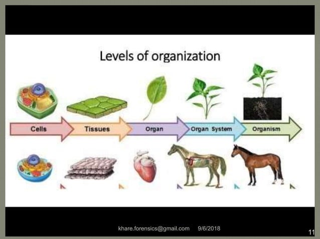 Life Processes cbse | PPTX