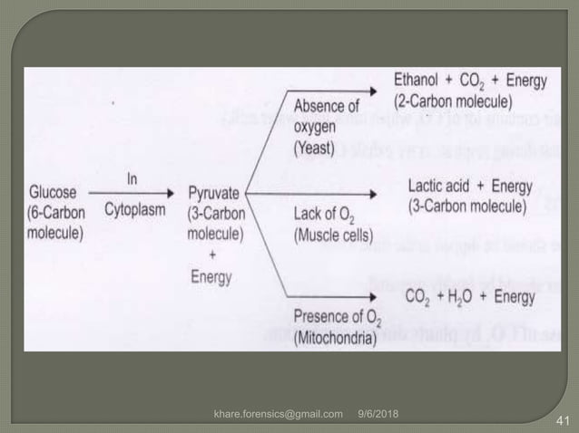Life Processes cbse | PPTX