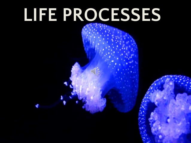 life processes ppt.pptx class 10 cbse. Important | PPT