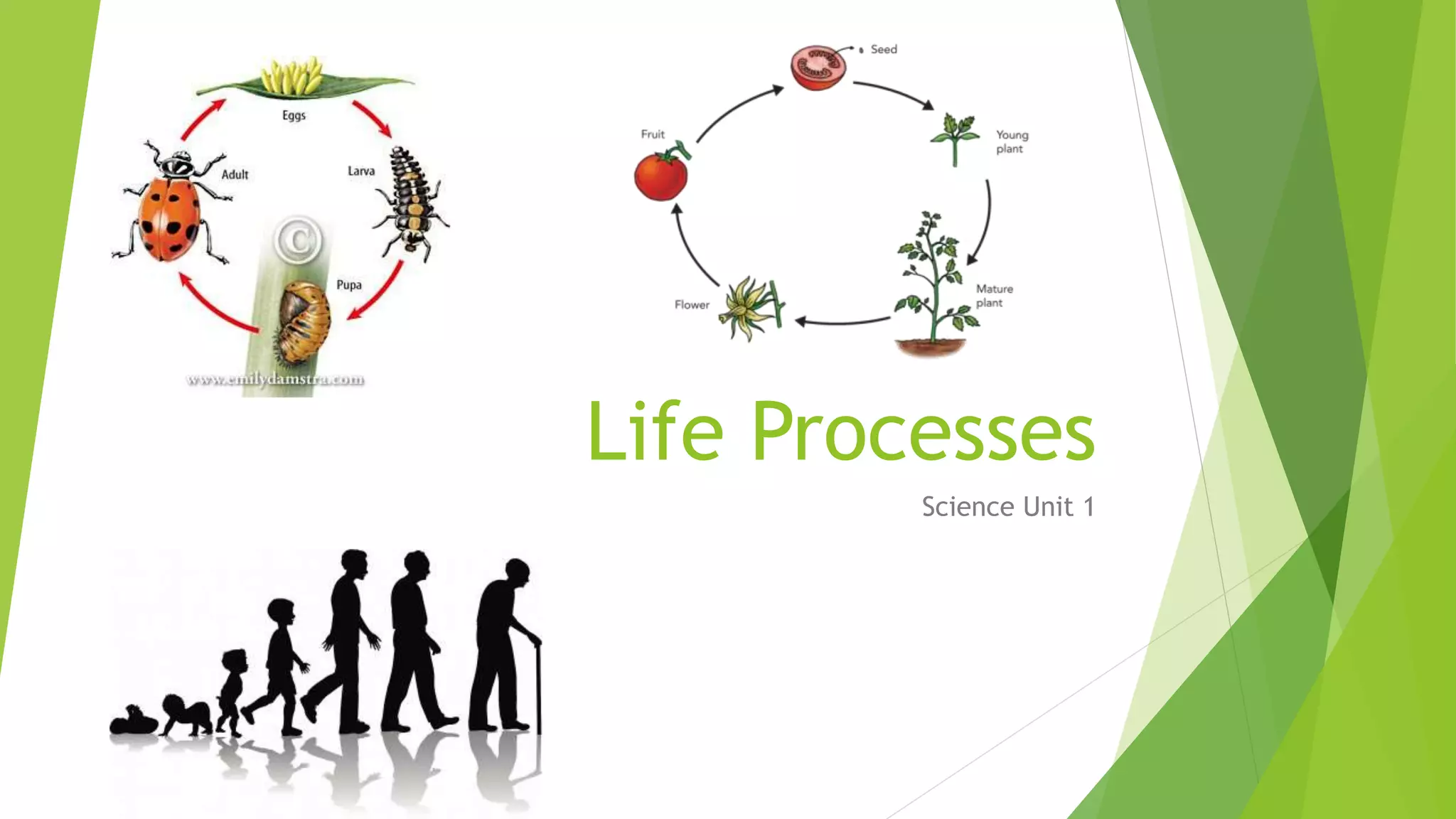 Life Processes Unit 1 (1).pptx