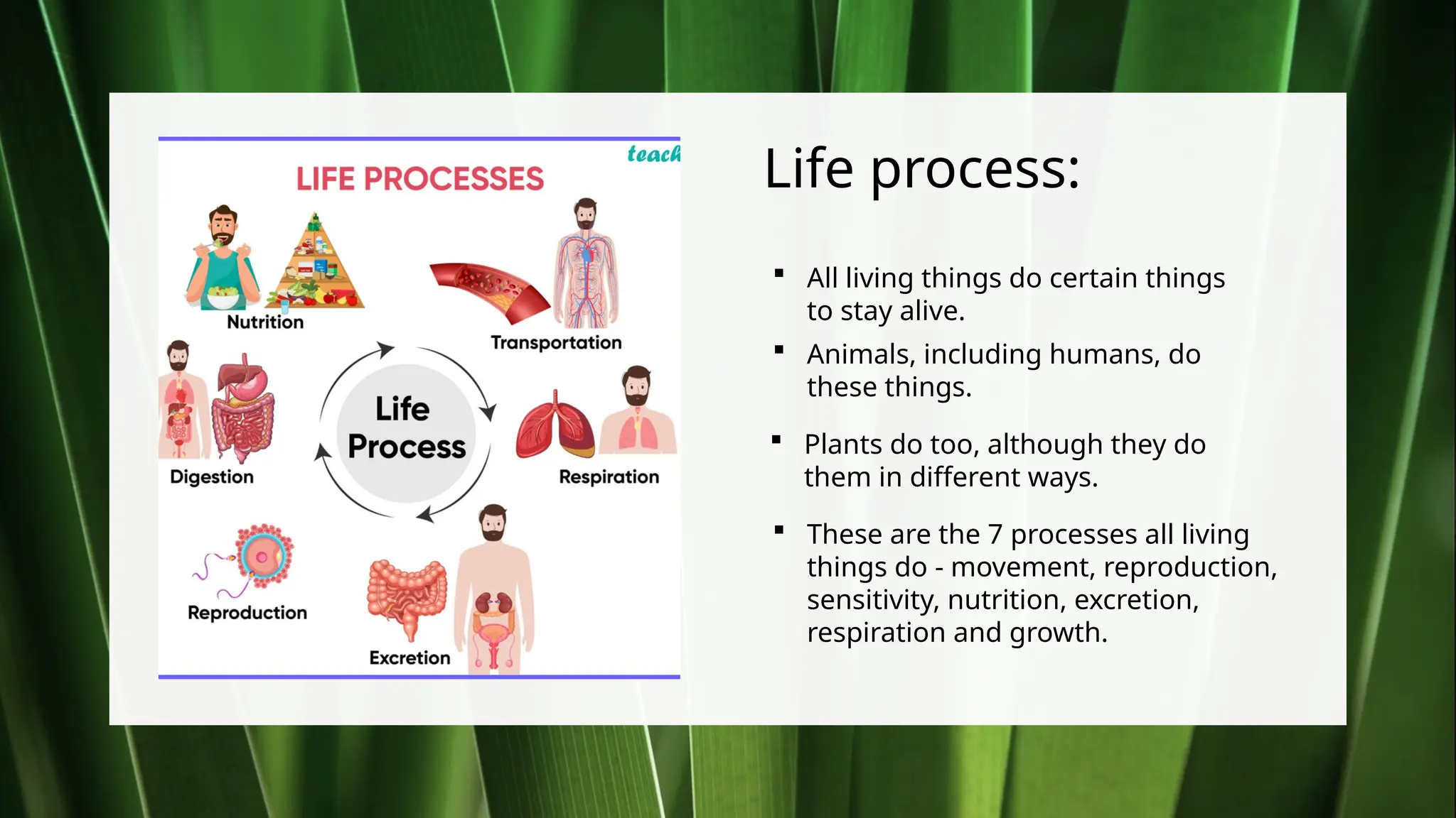 Life process grade 10.pptx how life process | PPTX