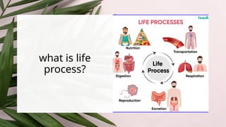 Life process grade 10.pptx how life process | PPTX