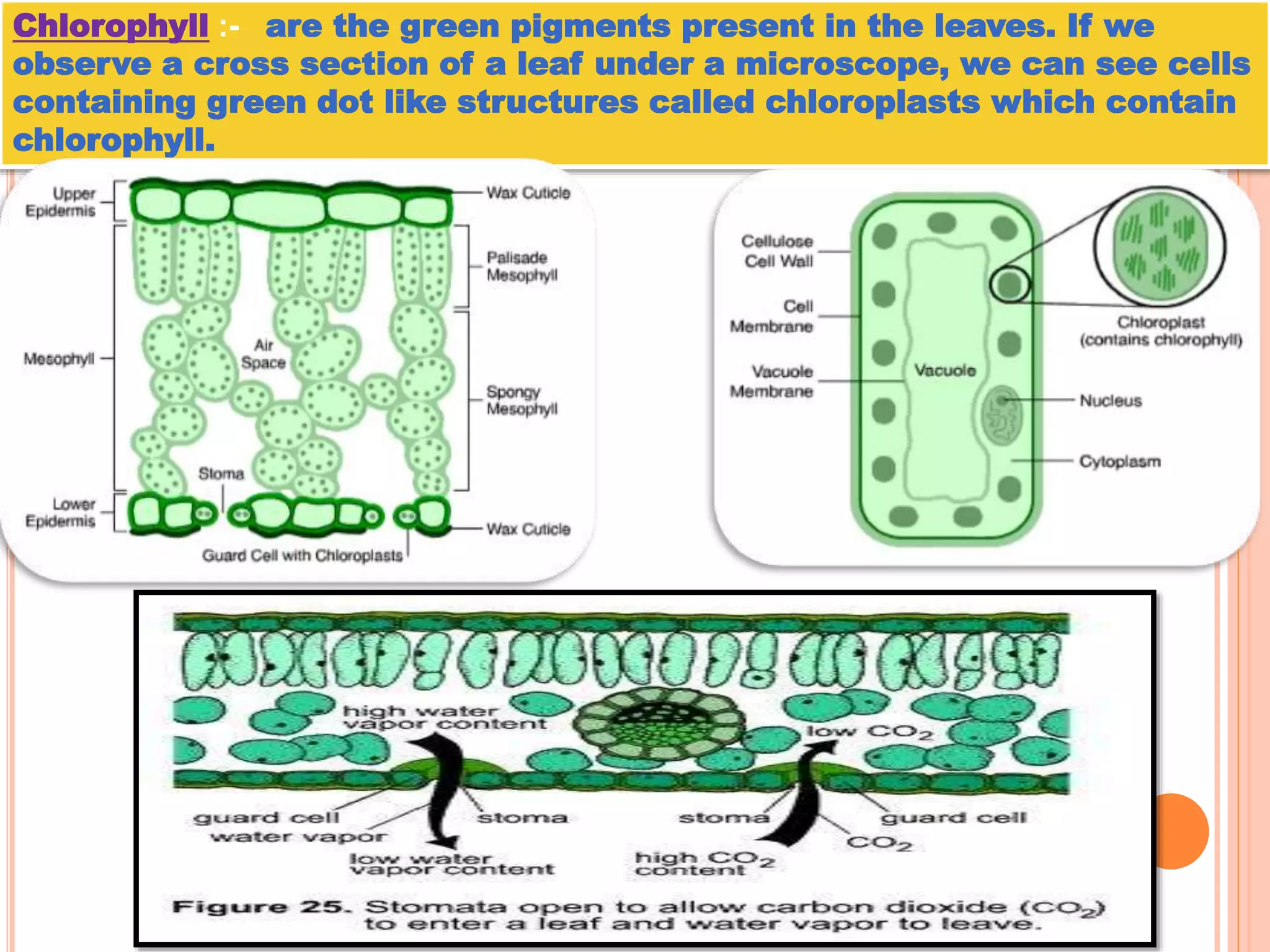 Life Process Class-X | PPTX
