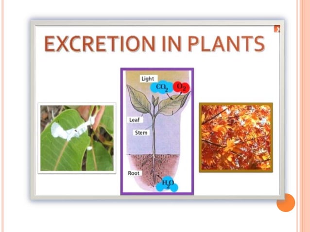 Life Process Class-X | PPTX | Nutrition | Healthy Living