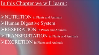 LIFE PROCESS PPT.pptx