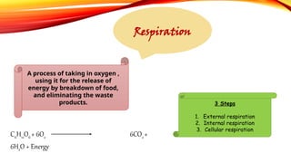 class 10 chapter-1 Life process (Respiration).pptx