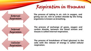 class 10 chapter-1 Life process (Respiration).pptx