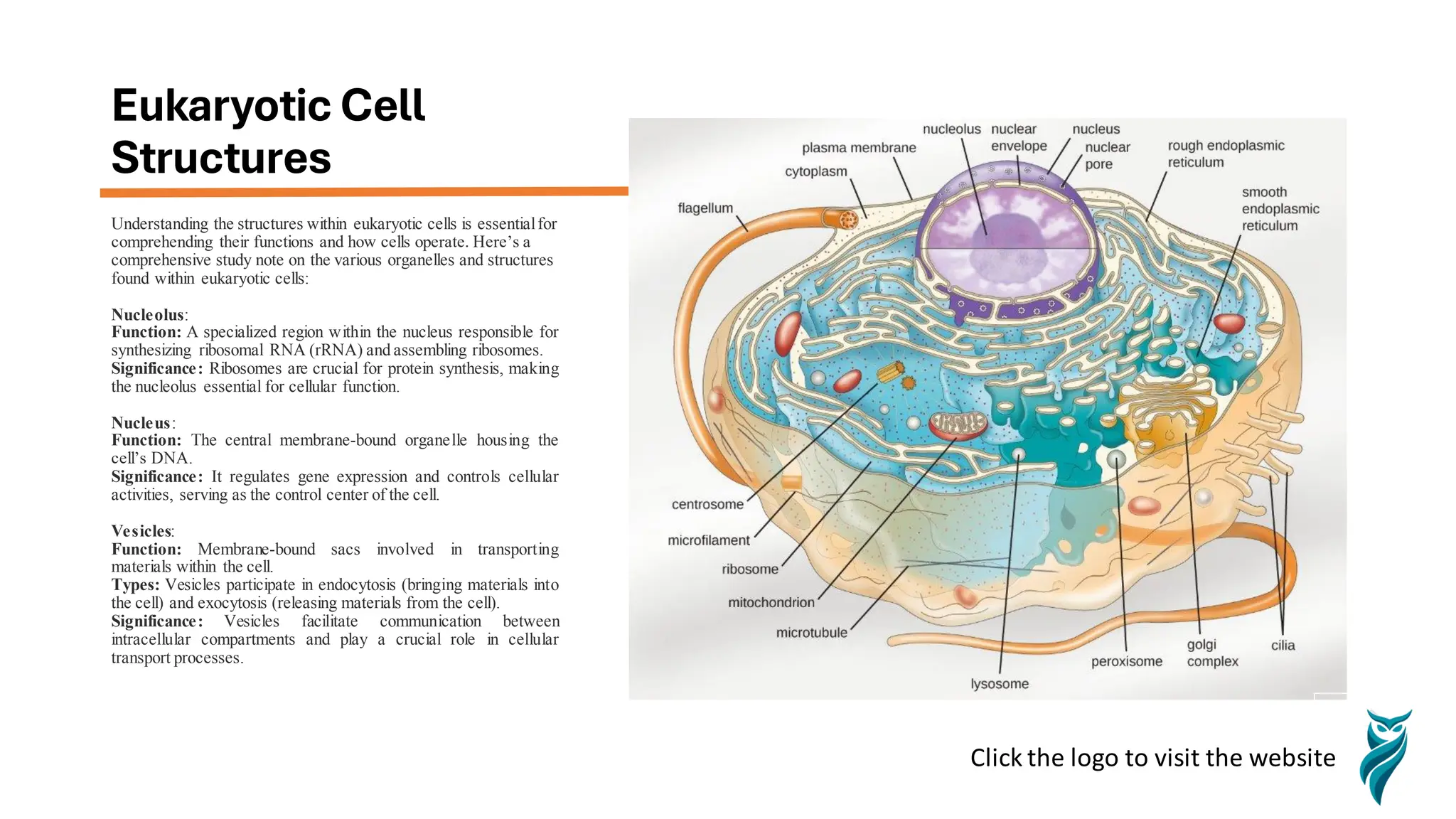 Understanding Cells and Their Structures : ged Life Science.pdf