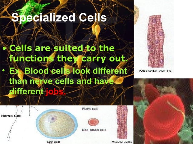 Life Science.Part2.Looking Inside Cells | PPT