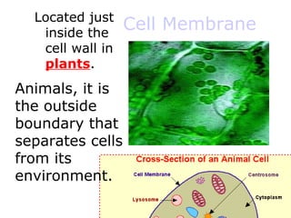 Life Science.Part2.Looking Inside Cells | PPT