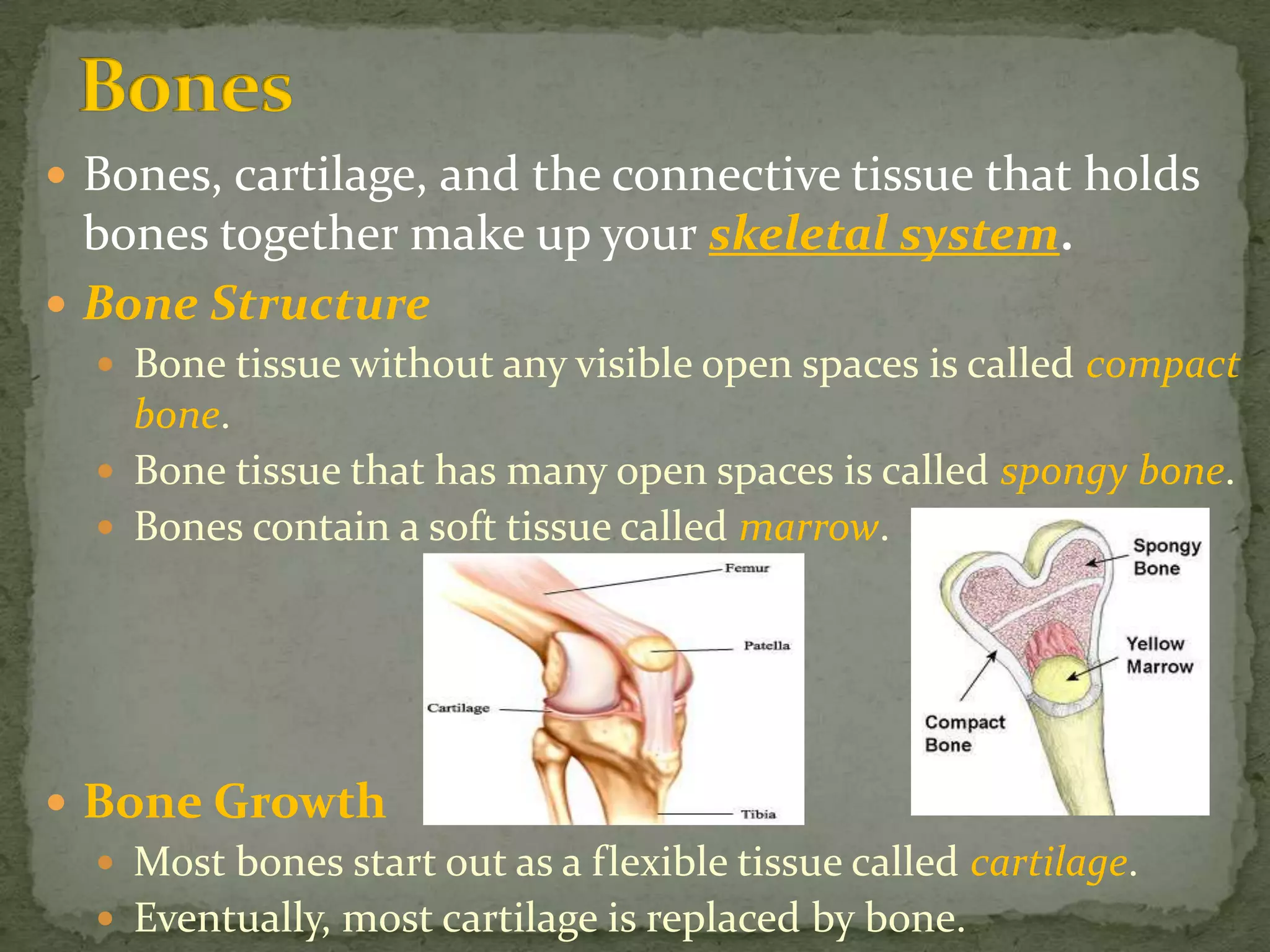 Life Science 1.2 : The Skeletal System | PPTX