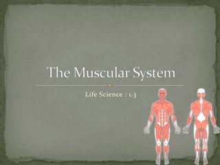 Life Science 1.3 : The Muscular System | PPTX