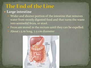 Life Science 3.1 : The Digestive System | PPTX