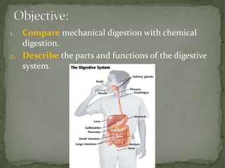 Life Science 3.1 : The Digestive System | PPTX