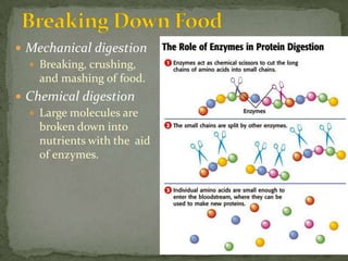 Life Science 3.1 : The Digestive System | PPTX