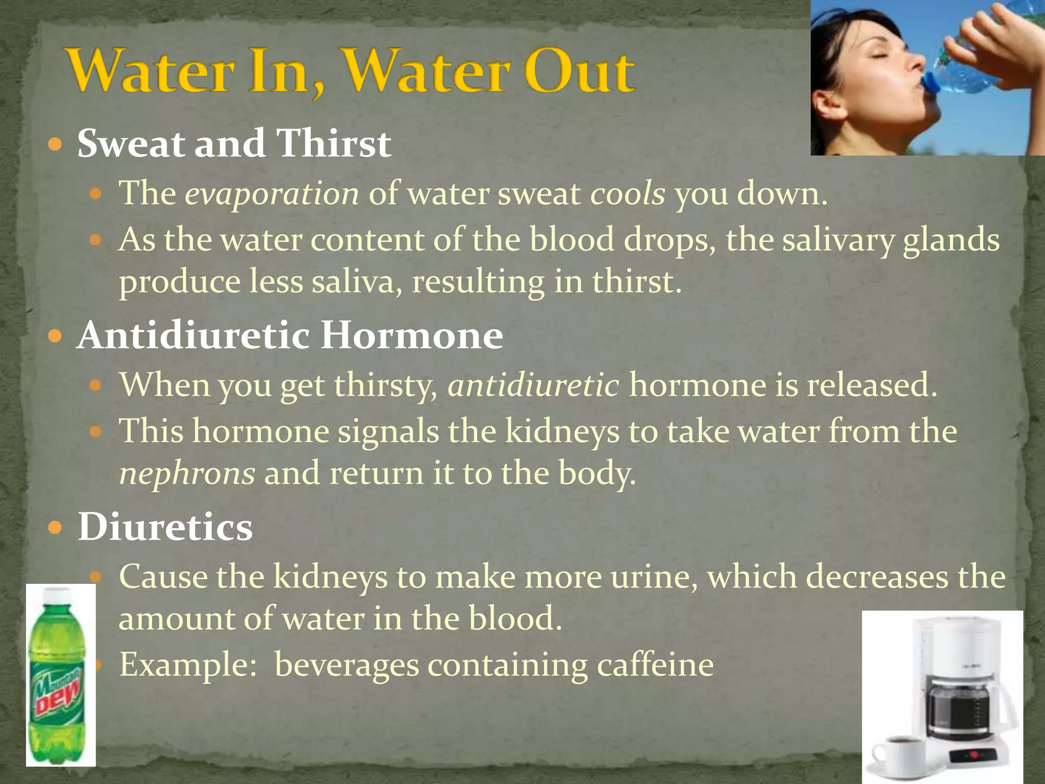 Life Science 3.2 : The Urinary System | PPTX