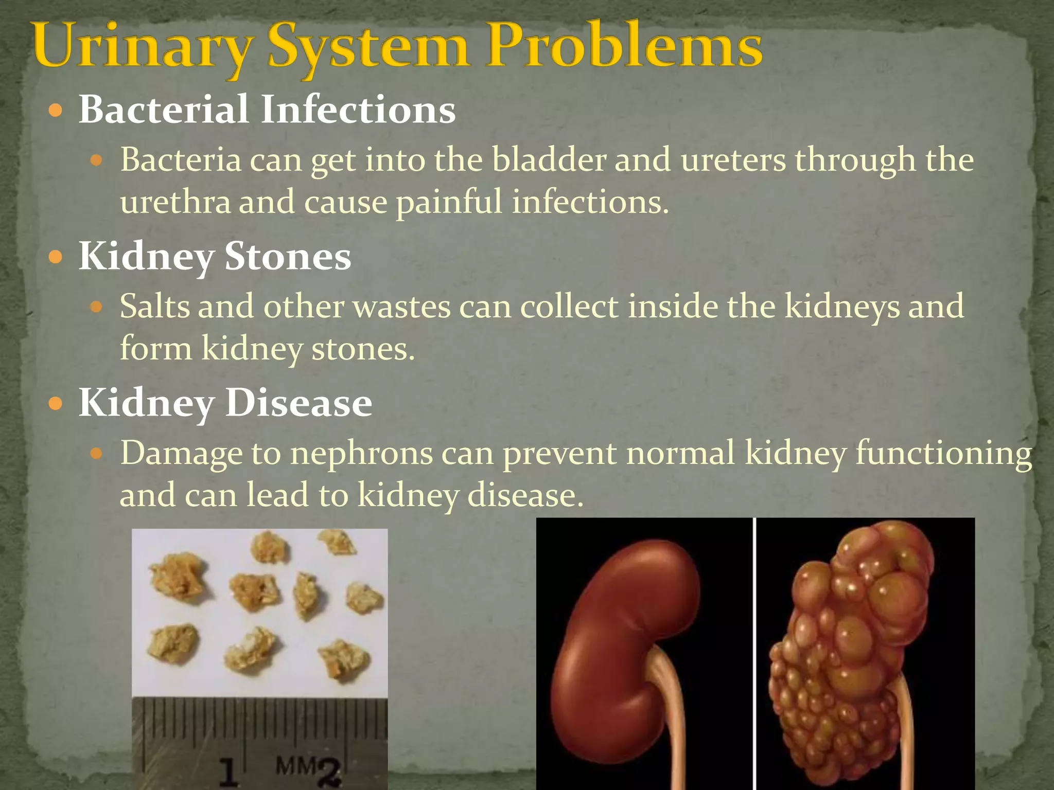Life Science 3.2 : The Urinary System | PPTX