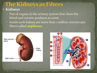 Life Science 3.2 : The Urinary System | PPTX