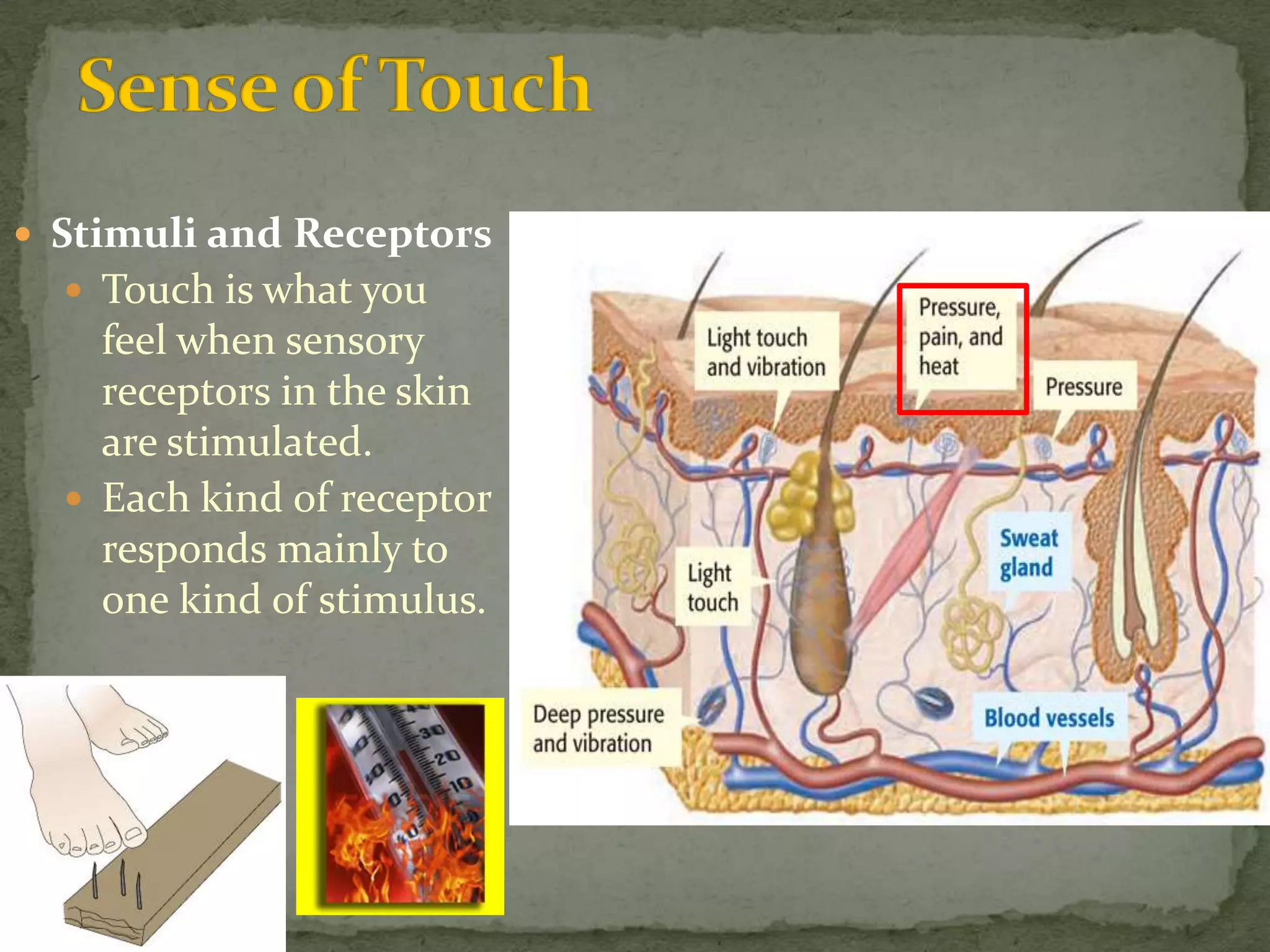 Life Science 4.2 : Responding to the Environment | PPTX