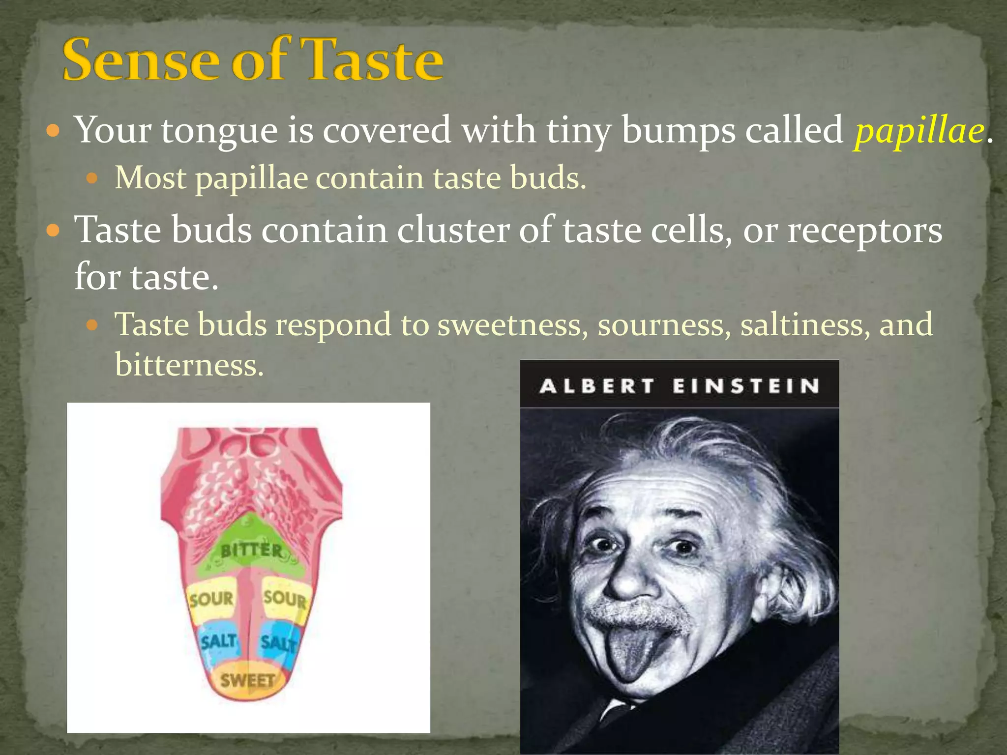 Life Science 4.2 : Responding to the Environment | PPTX