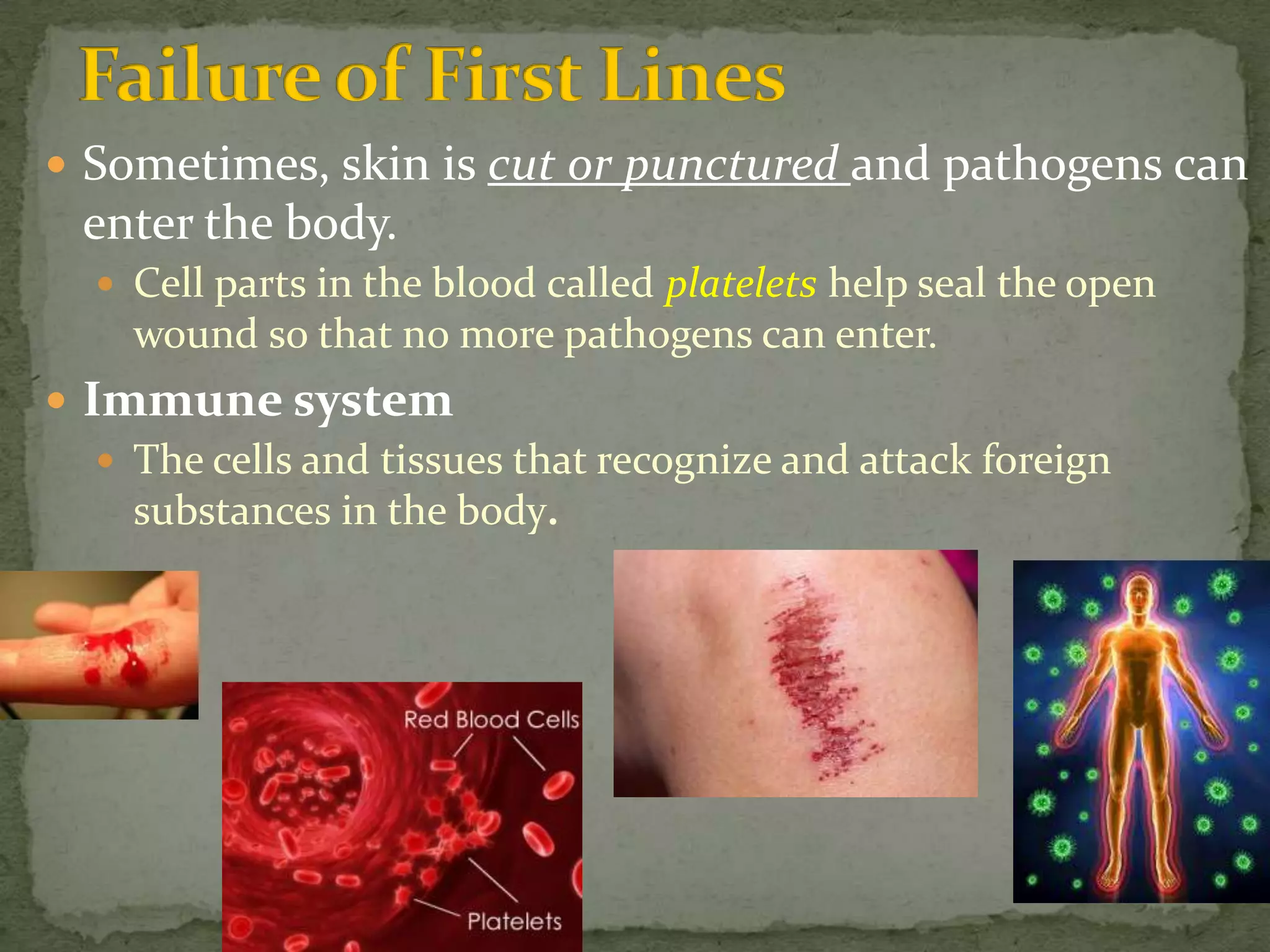 Life Science 6.2 : Your Body Defenses | PPTX