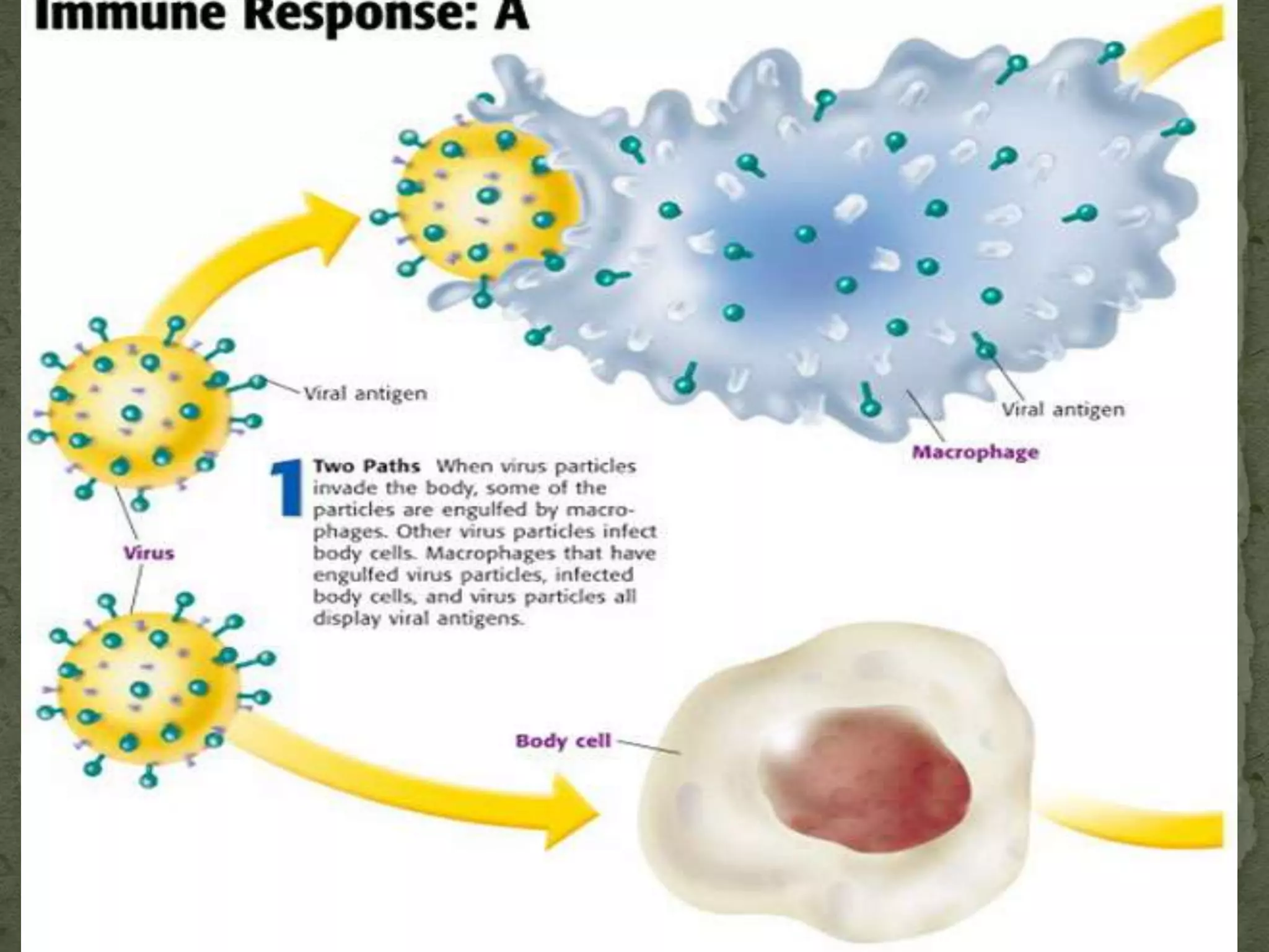 Life Science 6.2 : Your Body Defenses | PPTX