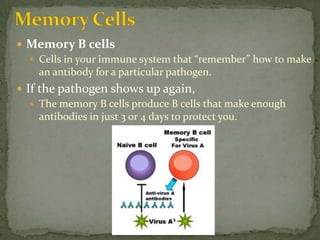 Life Science 6.2 : Your Body Defenses | PPTX
