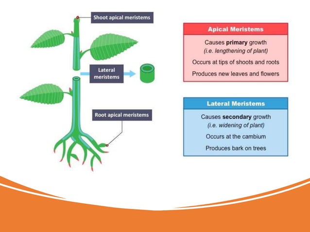class 9th, chapter 6,tissues ,meristematic tissues and its types | PPT