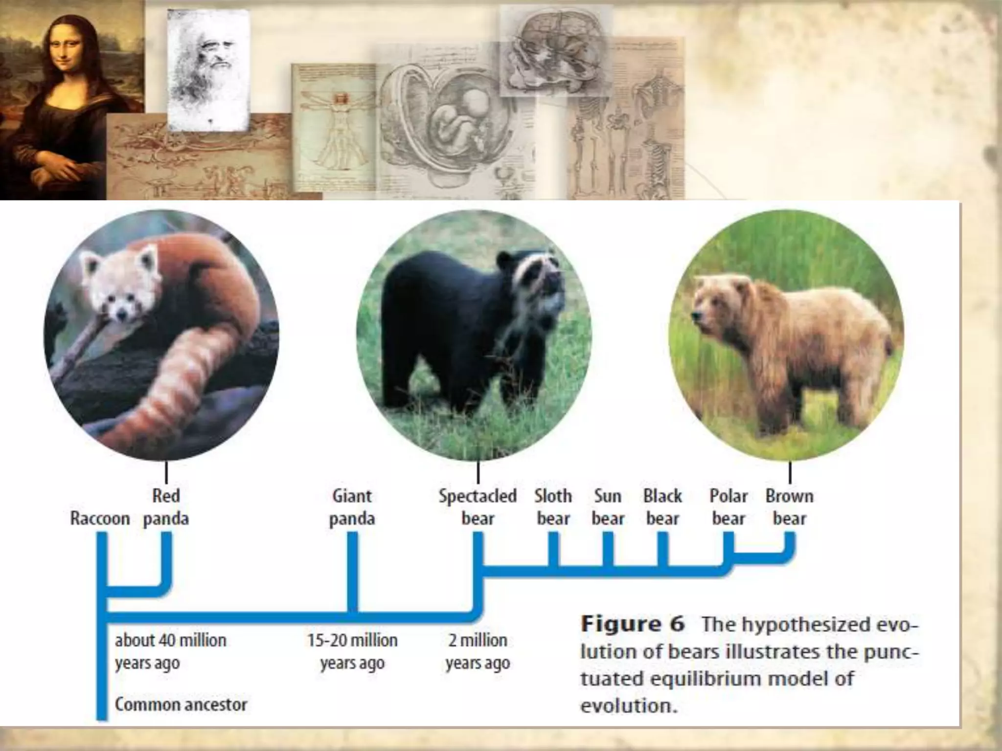 Chapter 6 Section 1: Ideas About Evolution | PPTX | Genetics | Science