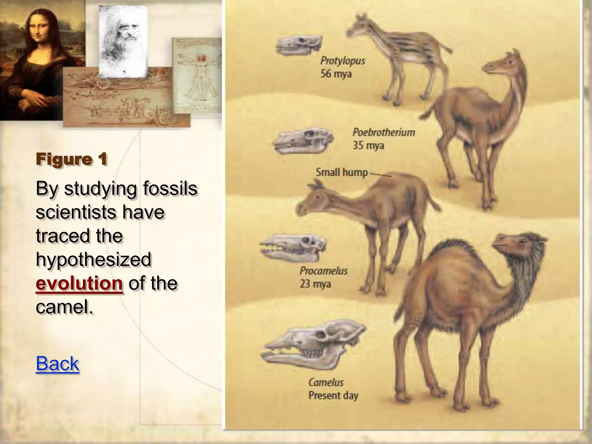Chapter 6 Section 1: Ideas About Evolution | PPTX | Genetics | Science