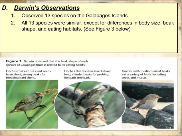 Chapter 6 Section 1: Ideas About Evolution | PPTX