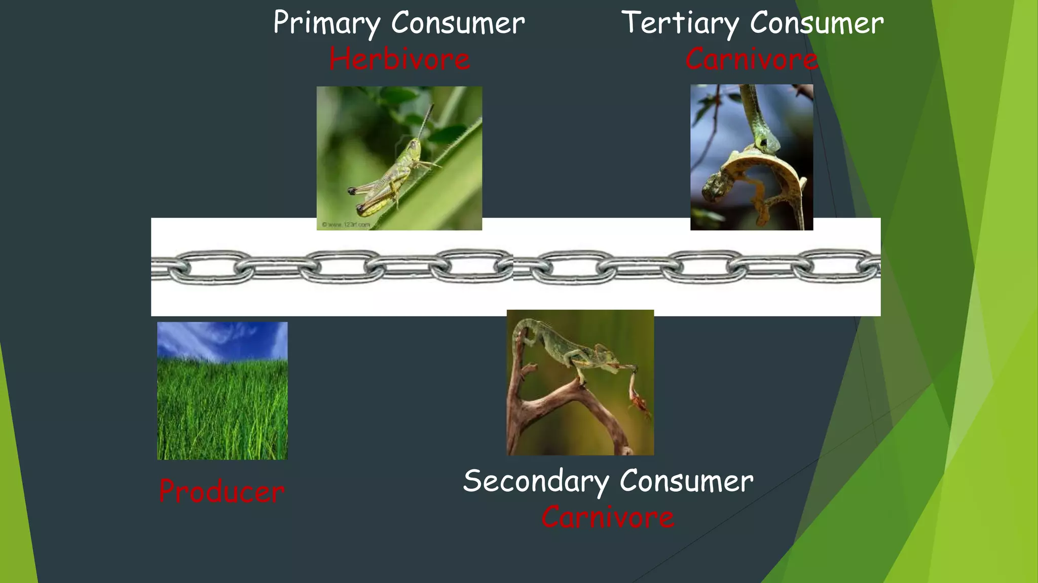 Life science ecosystem. grade 10 | PPTX