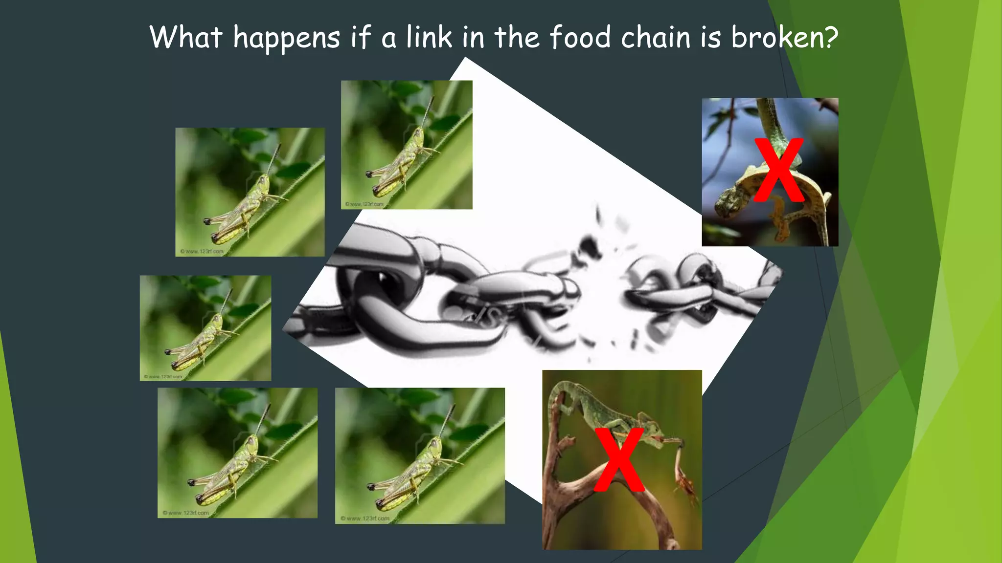 Life science ecosystem. grade 10 | PPTX