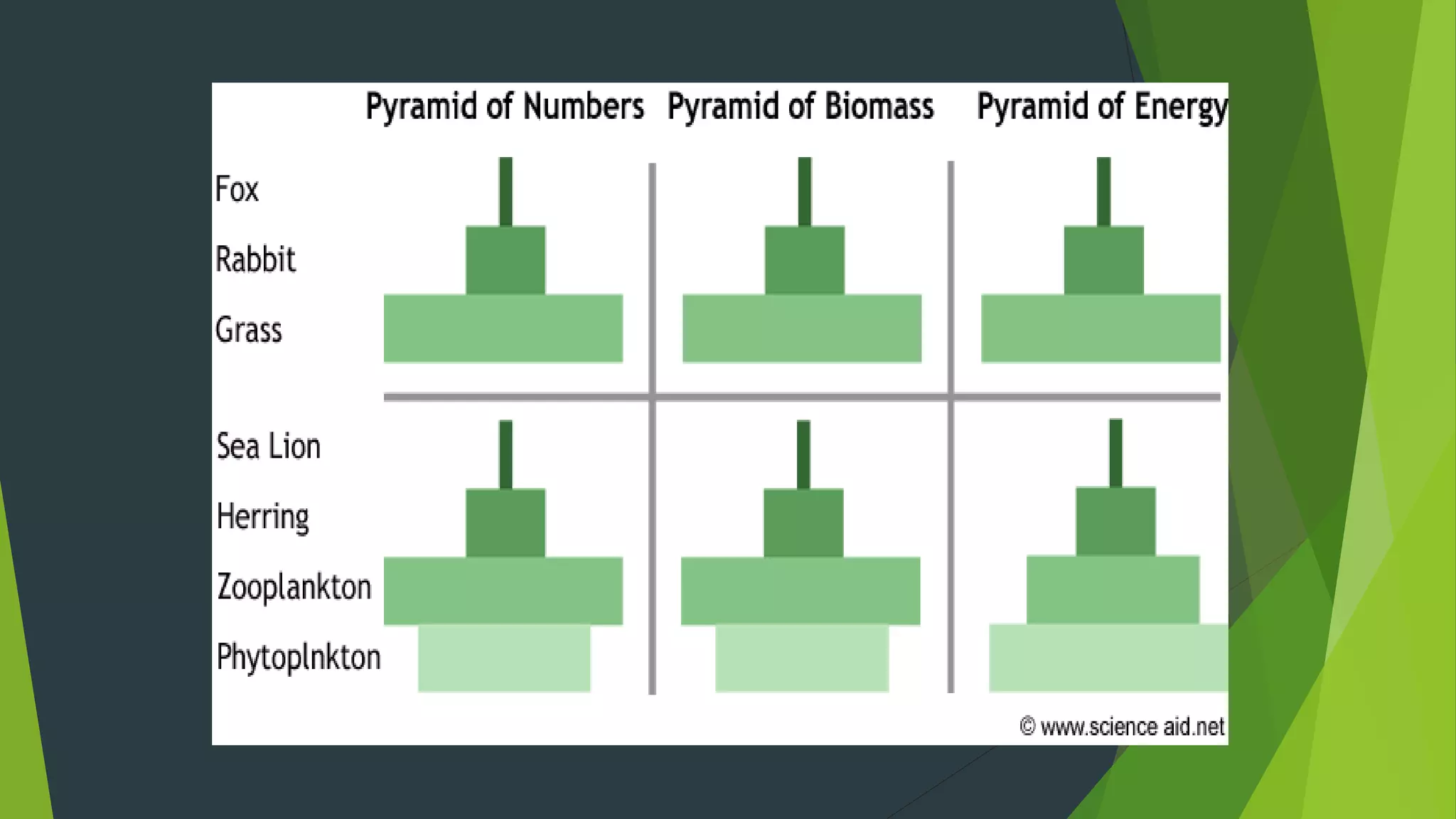 Life science ecosystem. grade 10 | PPTX