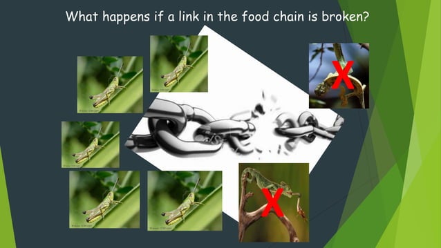 Life science ecosystem. grade 10 | PPTX