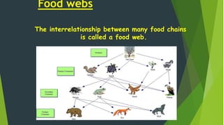 Life science ecosystem. grade 10 | PPTX
