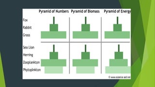 Life science ecosystem. grade 10 | PPTX