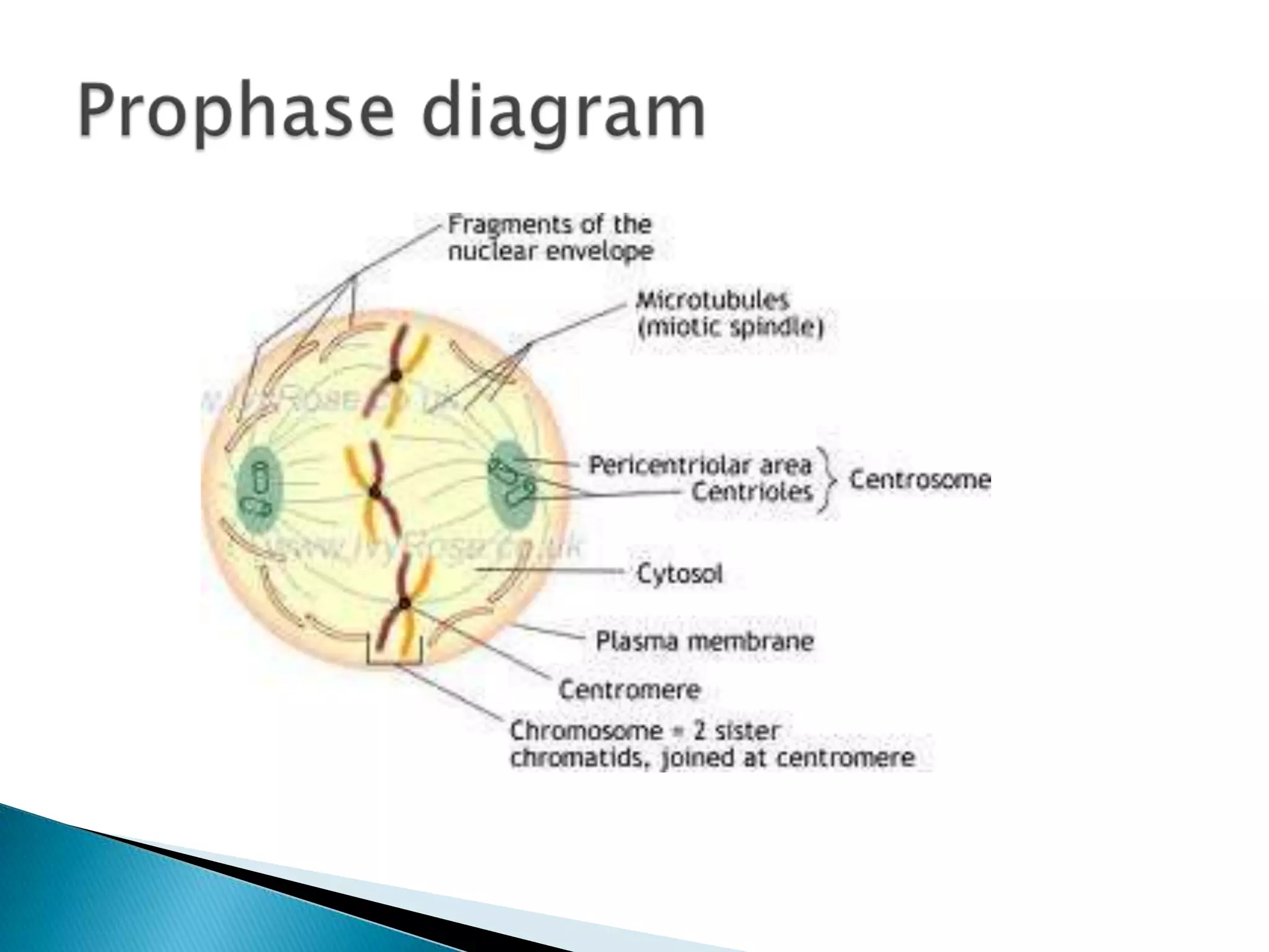 Life science grade 10 | PPTX