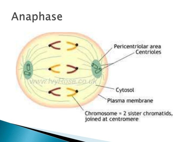 Life science grade 10 | PPTX