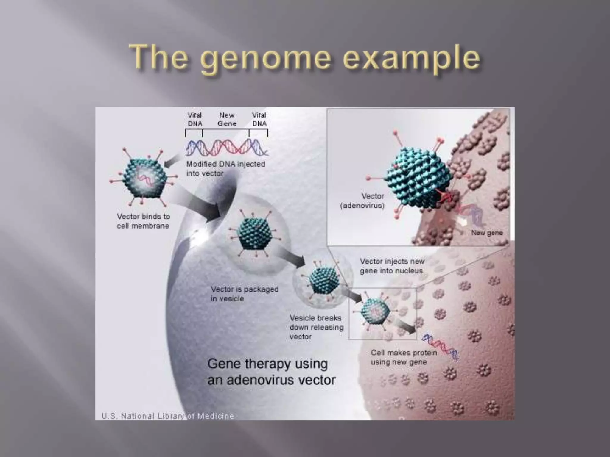 Life science grade 12 | PPTX