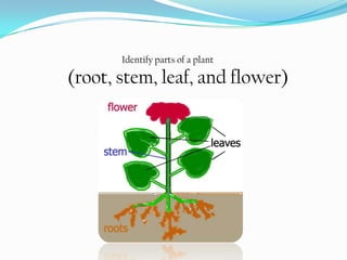 Life science lesson pp plants | PPTX | Gardening | Home & Garden
