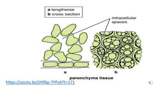 class 9th simple permanent tissue | PPTX