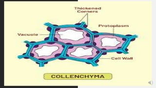 class 9th simple permanent tissue | PPTX