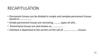 class 9th simple permanent tissue | PPTX